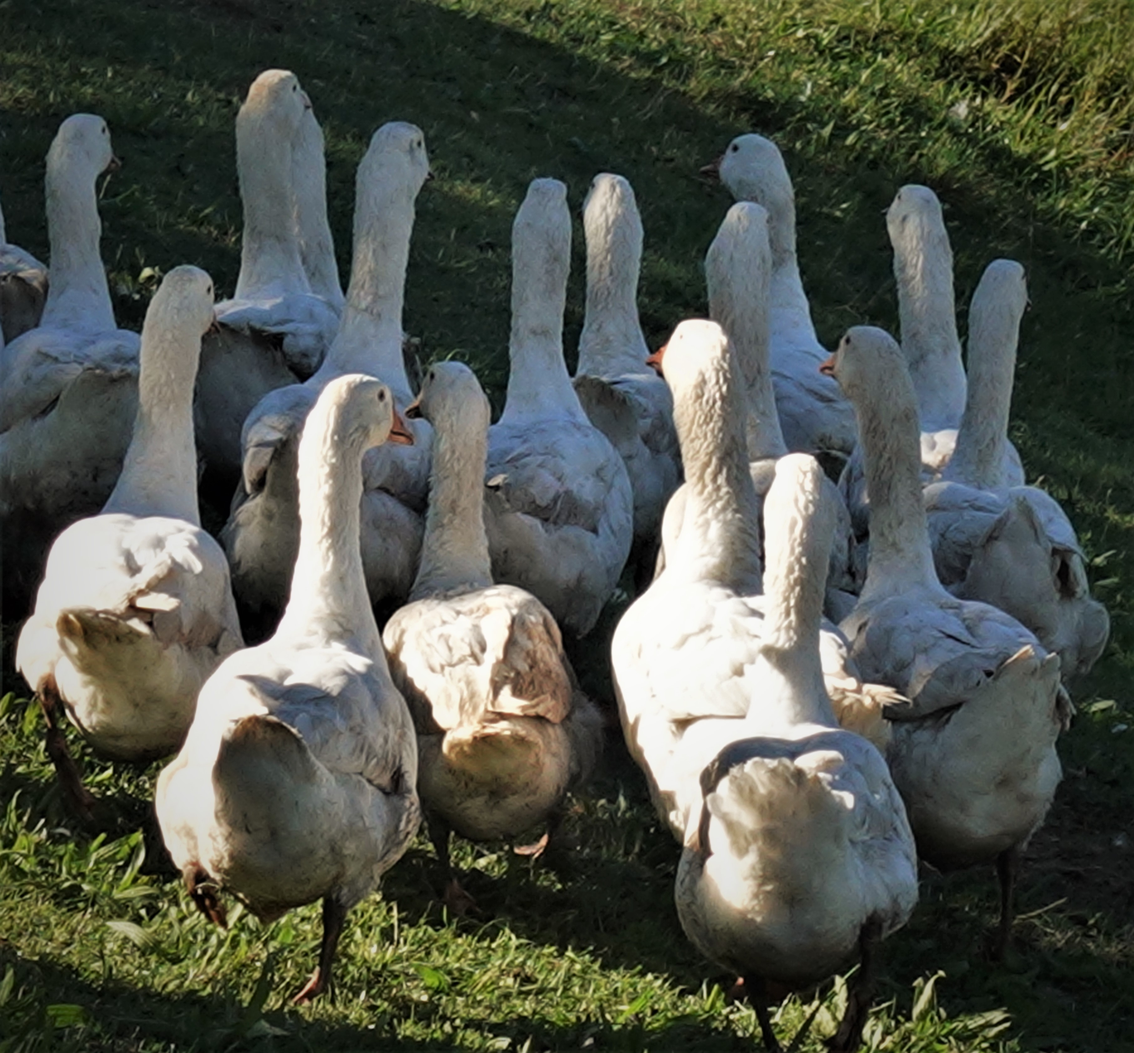 gaense – Gut zu wissen